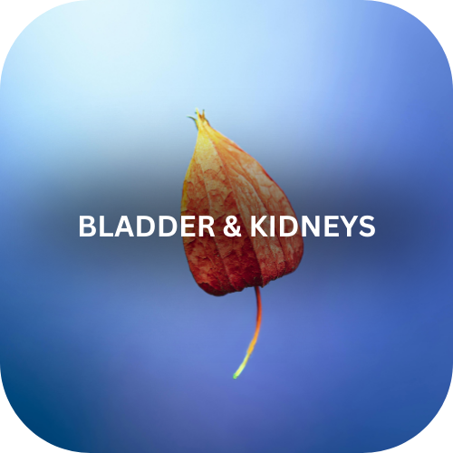 膀胱和腎臟 – Hevert.hk